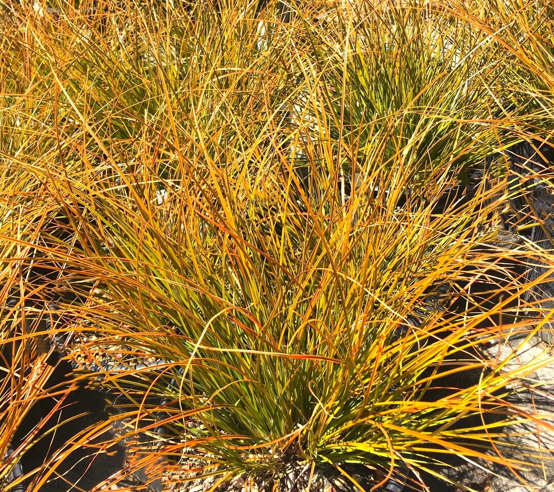 Sedge 'prairie Fire', Carex Testacea, New Zealand Orange Sedge ...