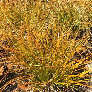 Sedge 'prairie Fire', Carex Testacea, New Zealand Orange Sedge ...