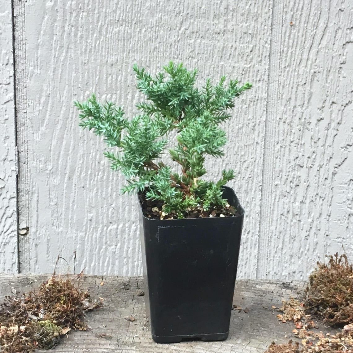 Dwarf Japanese Garden Juniper (juniperus Procumbens ‘nana’) Bonsai ...