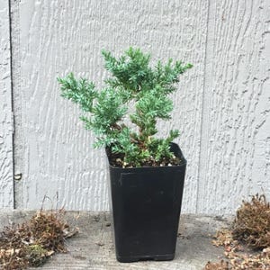 Dwarf Japanese Garden Juniper, Juniperus Procumbens ‘nana’, Bonsai ...