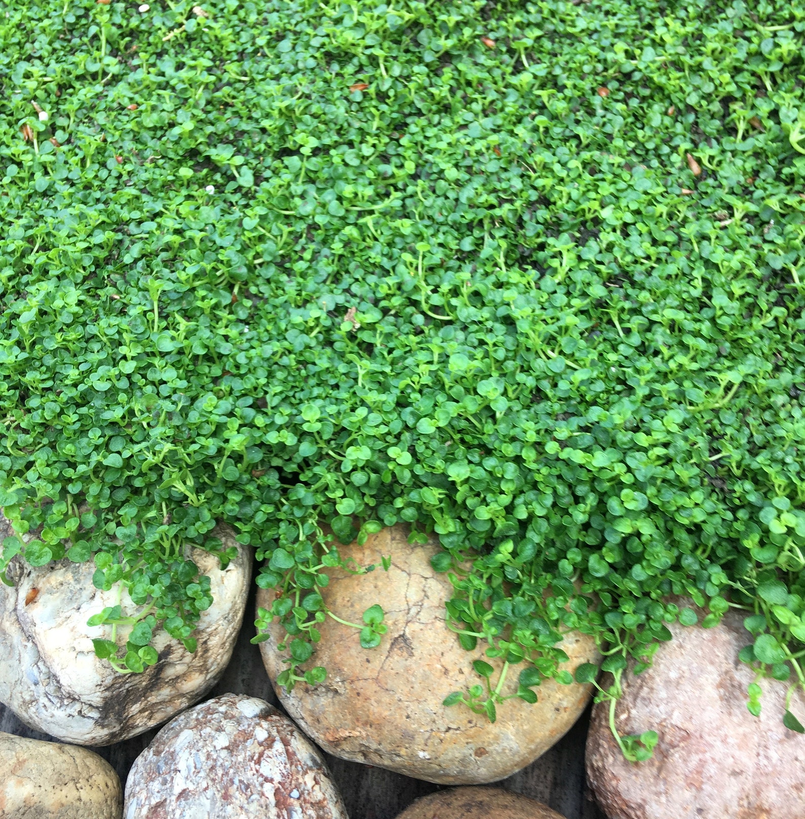 Corsican Mint (mentha Requienii) Fragrant Groundcover for Shade, Mint ...