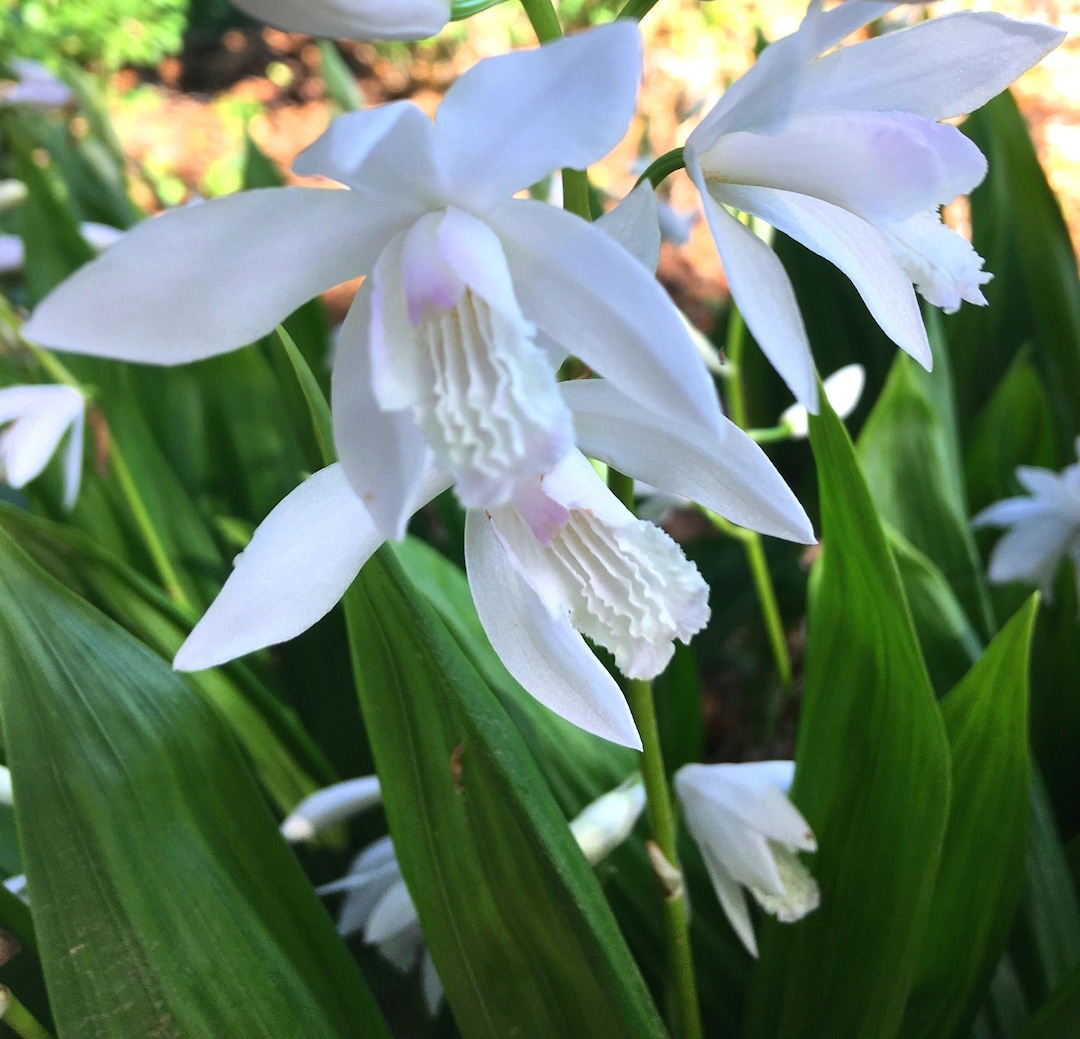 White Hardy Chinese Ground Orchid (bletilla Striata 'alba') Spring ...