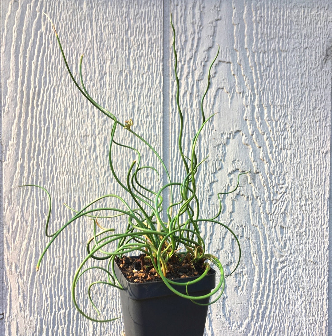 Juncus Effusus 'curly Wurly', Corkscrew Rush, Juncus Spiralis, Potted ...