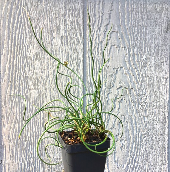 Juncus Effusus 'curly Wurly' Corkscrew Rush Juncus - Etsy UK