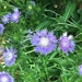 Stokesia 'blue Danube', Stoke's Aster, Cornflower Aster, Easy to Grow ...