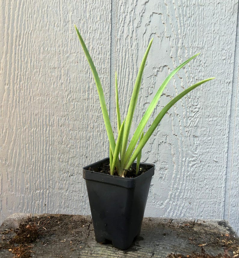 Double Tuberose the Pearl, Rajnigandha, Agave Amica Aka Polianthes ...