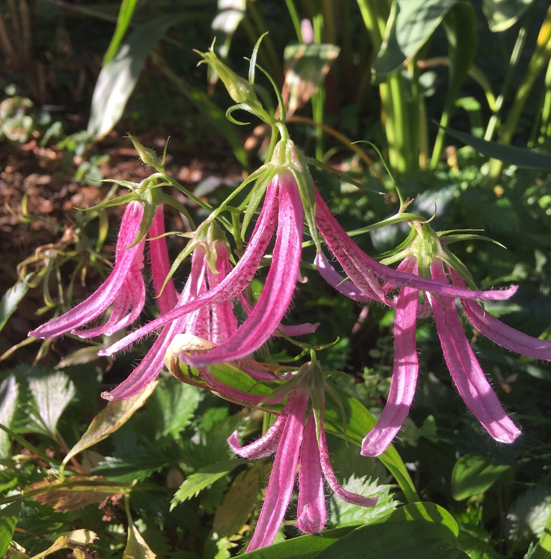 Campanula Punctata 'pink Octopus', Spotted Bellflower, Summer Flowering ...