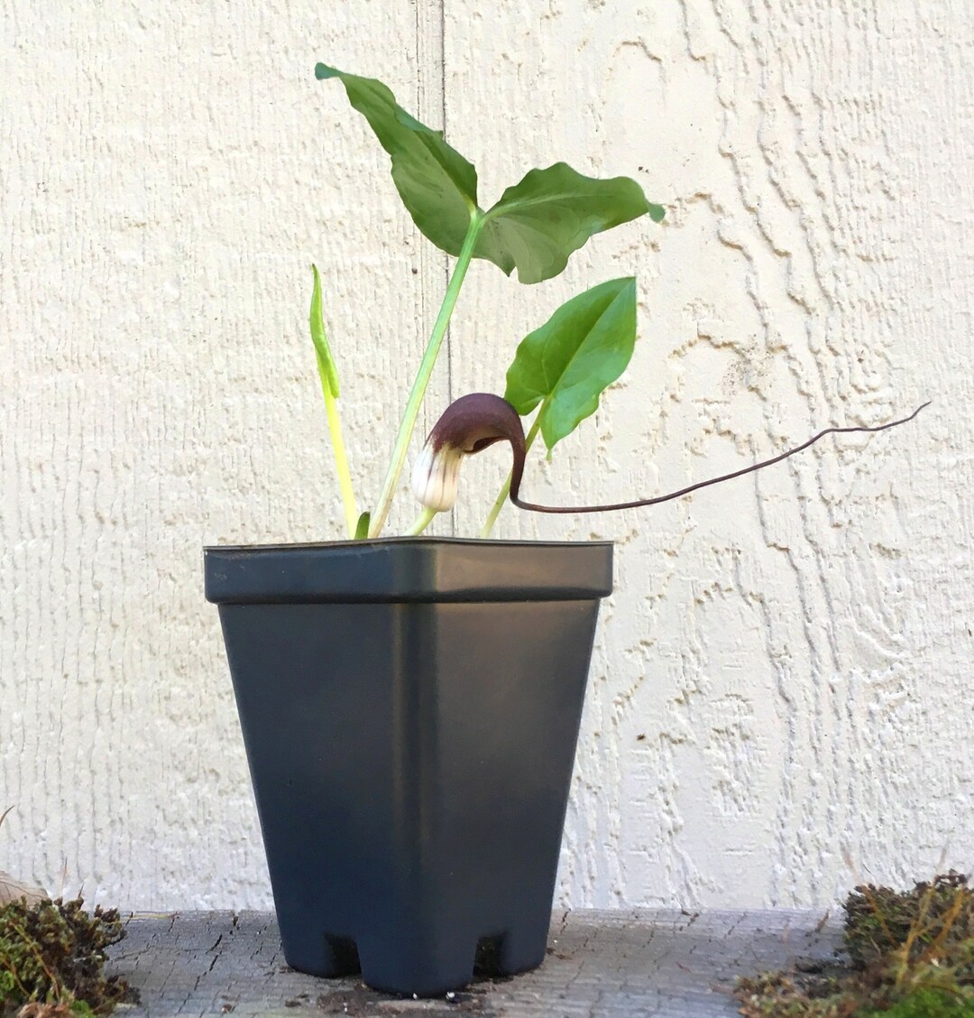 Mouse Plant, Arisarum Proboscideum, Rare Arum, Groundcover for Shade ...