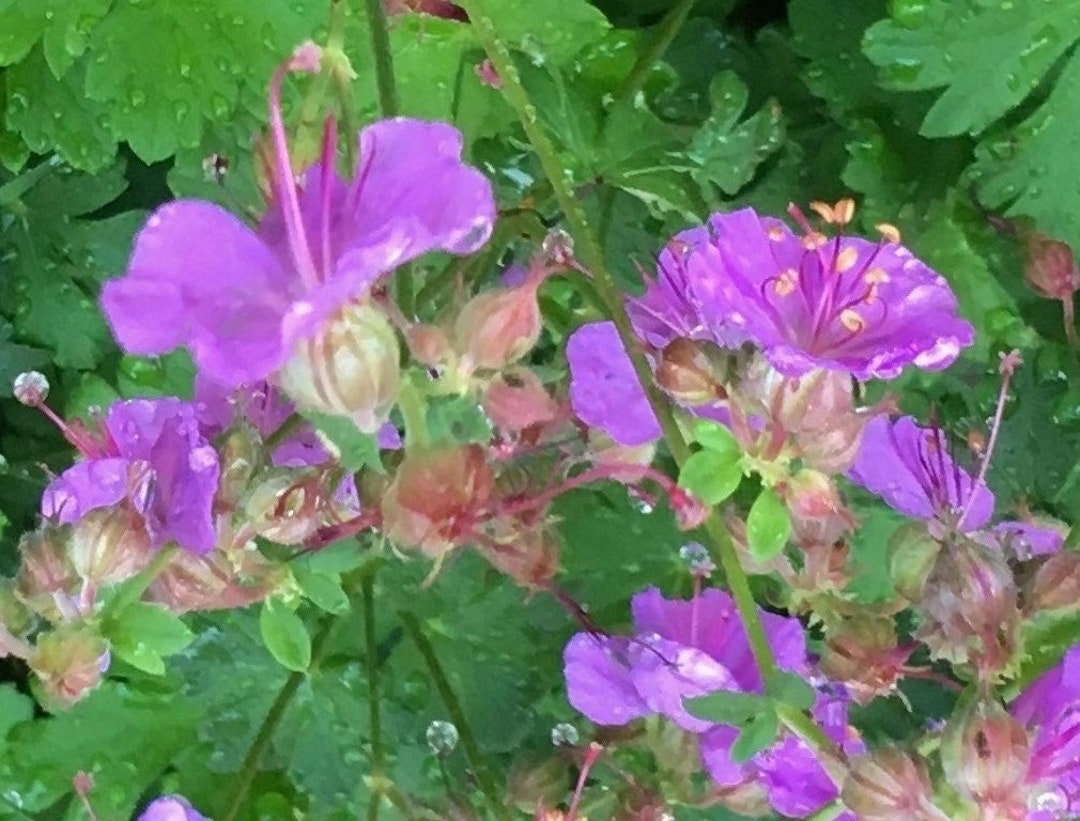 Geranium cantabrigiense Karmina, scented hardy geranium, Cranesbill ...