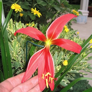Aztec Lily, Sprekelia Formosissima, Jacobean Lily, Spring Blooming ...