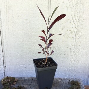 Dodonaea Viscosa purpurea, Purple Hopseed Bush, Large Shrub or Small ...