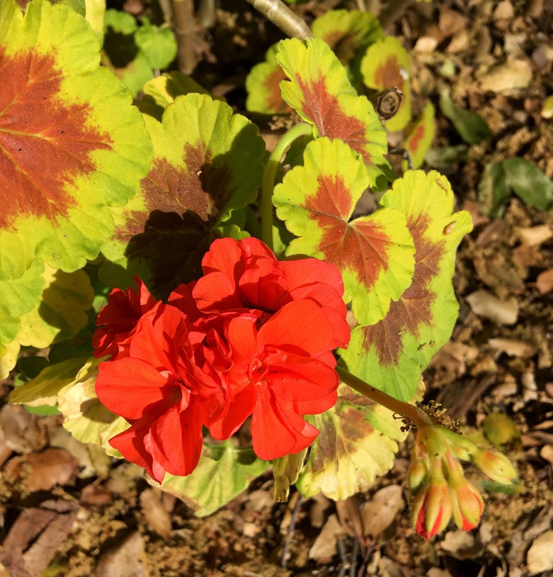 Pelargonium Hortorum Occold Shield, Zonal Geranium, RARE Fancy Leaf ...