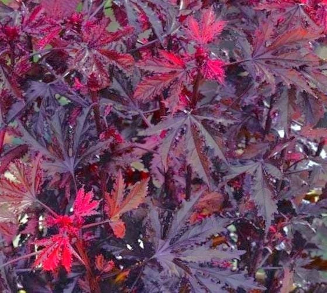 Hibiscus 'mahogany Splendor', Hibiscus Acetosella, African Rose Mallow ...