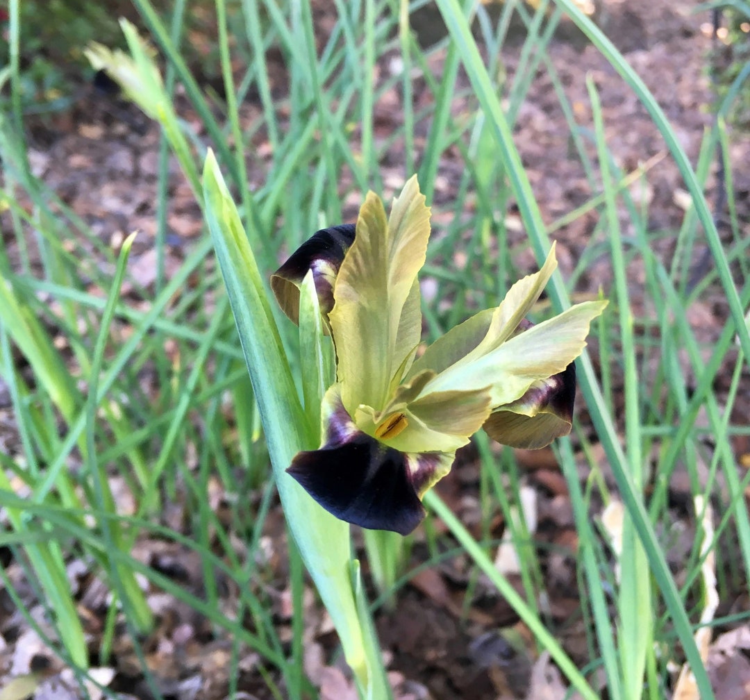 Snake's Head Iris, Hermodactylus Tuberosus, Rare Iris Tuberosa, Widow ...