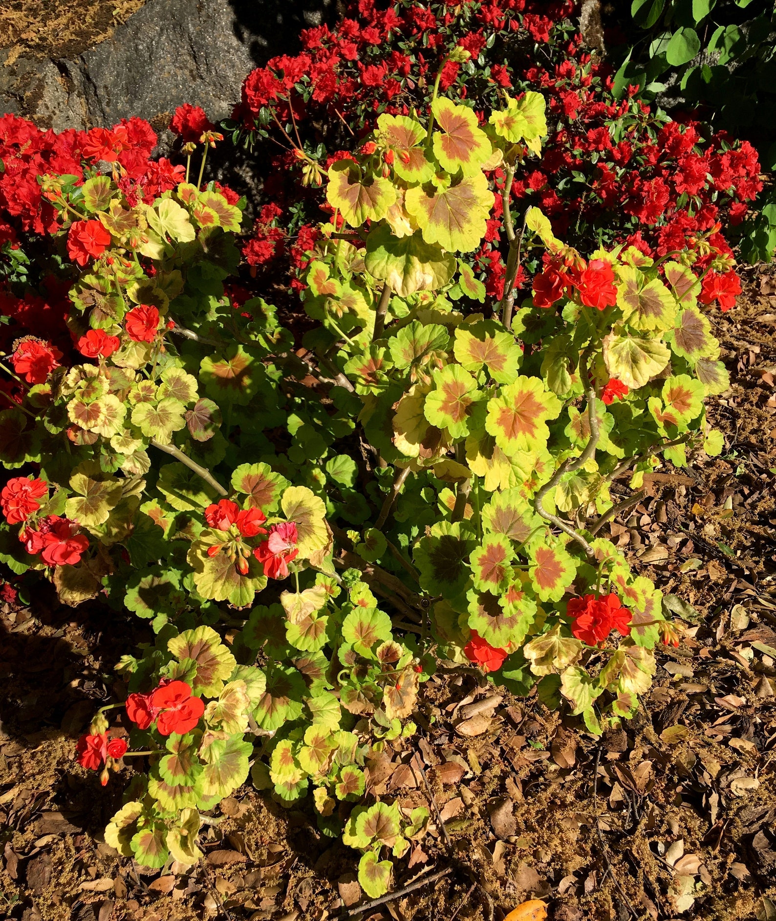Pelargonium hortorum Occold Shield Zonal Geranium RARE Fancy | Etsy