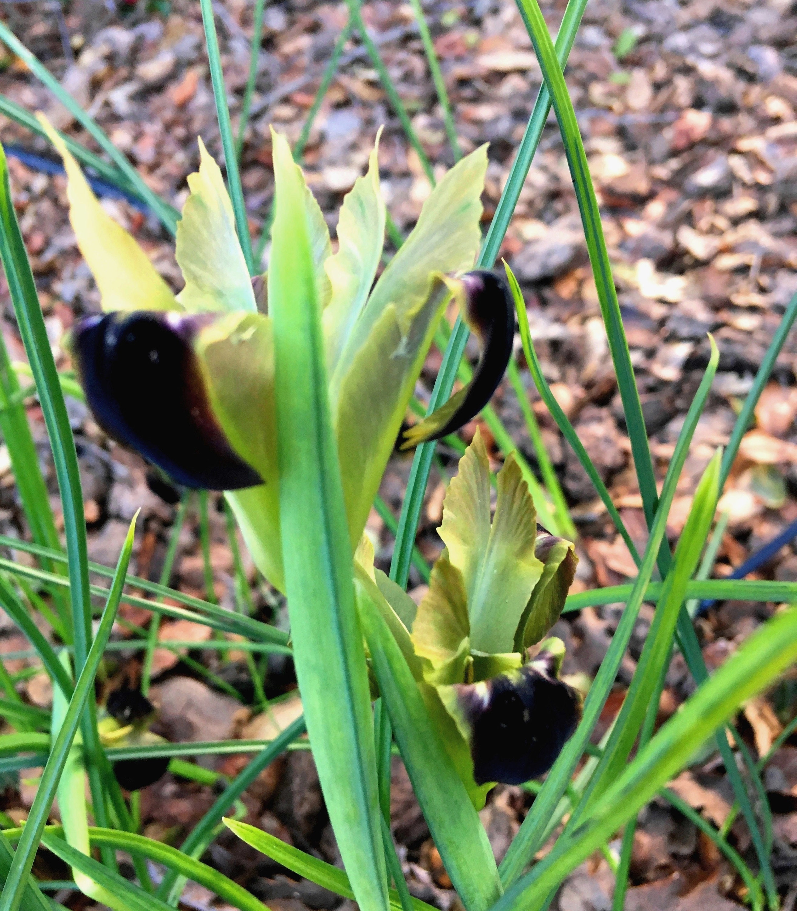 Snake's Head Iris Hermodactylus Tuberosus RARE Iris - Etsy