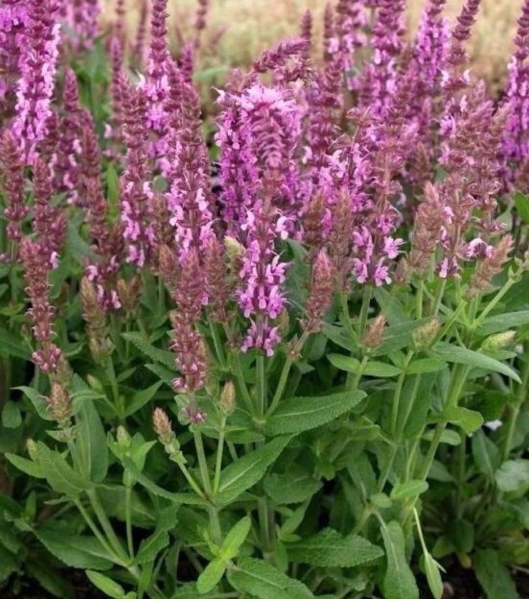 Salvia Rose Queen, Salvia Nemorosa 'rose Queen', Meadow Sage, Woodland ...