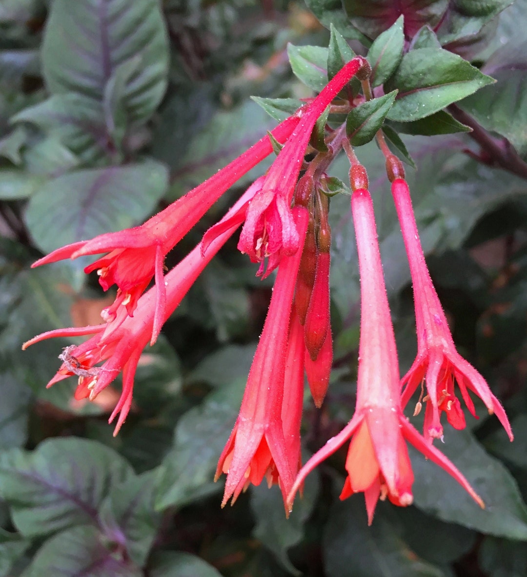 Gartenmeister Fuchsia (fuchsia Triphylla) Exotic Orange Blooms ...