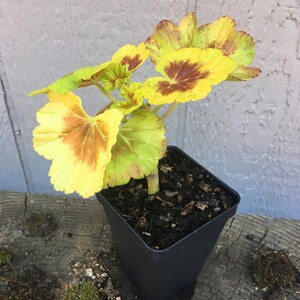 Pelargonium Hortorum Occold Shield, Zonal Geranium, RARE Fancy Leaf ...