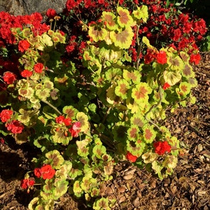 Pelargonium Hortorum Occold Shield, Zonal Geranium, RARE Fancy Leaf ...