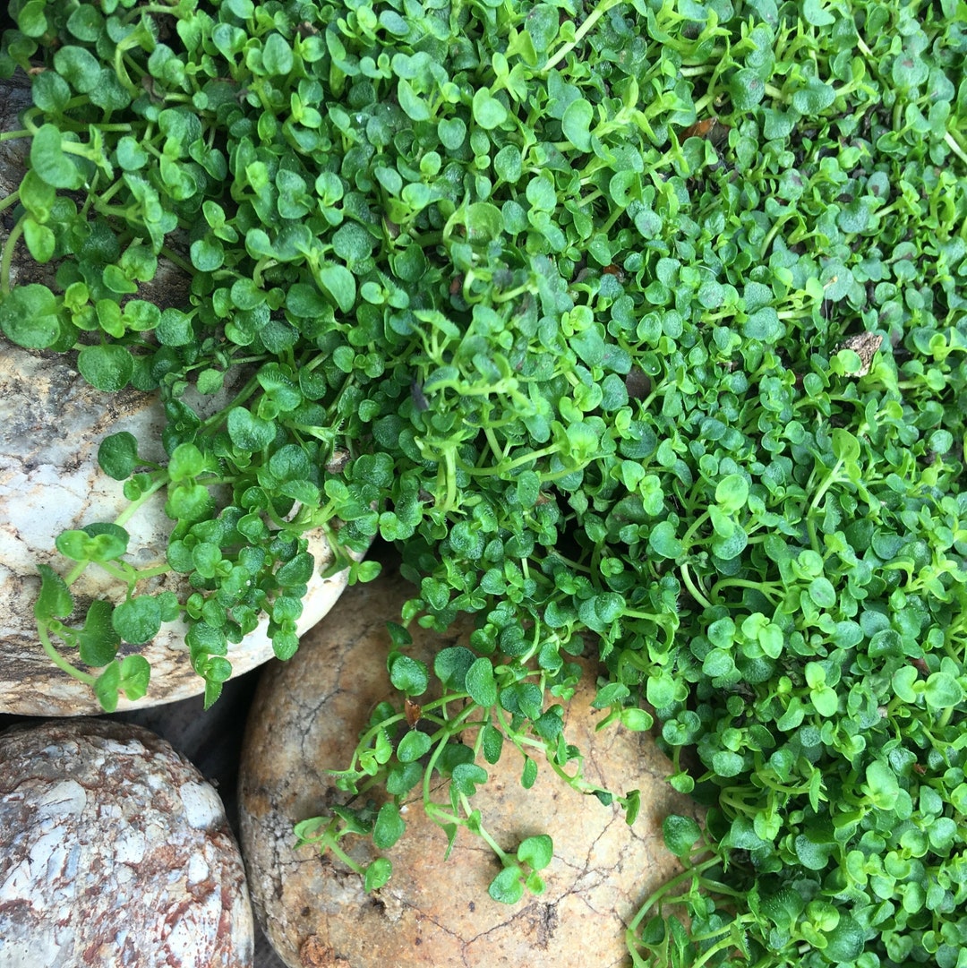Corsican Mint (mentha Requienii) Fragrant Groundcover for Shade, Mint ...