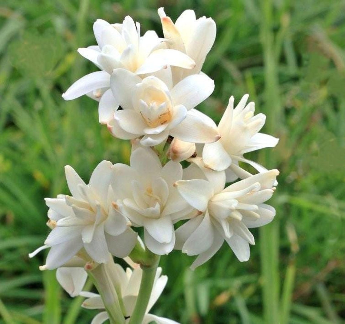 Double Tuberose the Pearl, Rajnigandha, Agave Amica Aka Polianthes ...