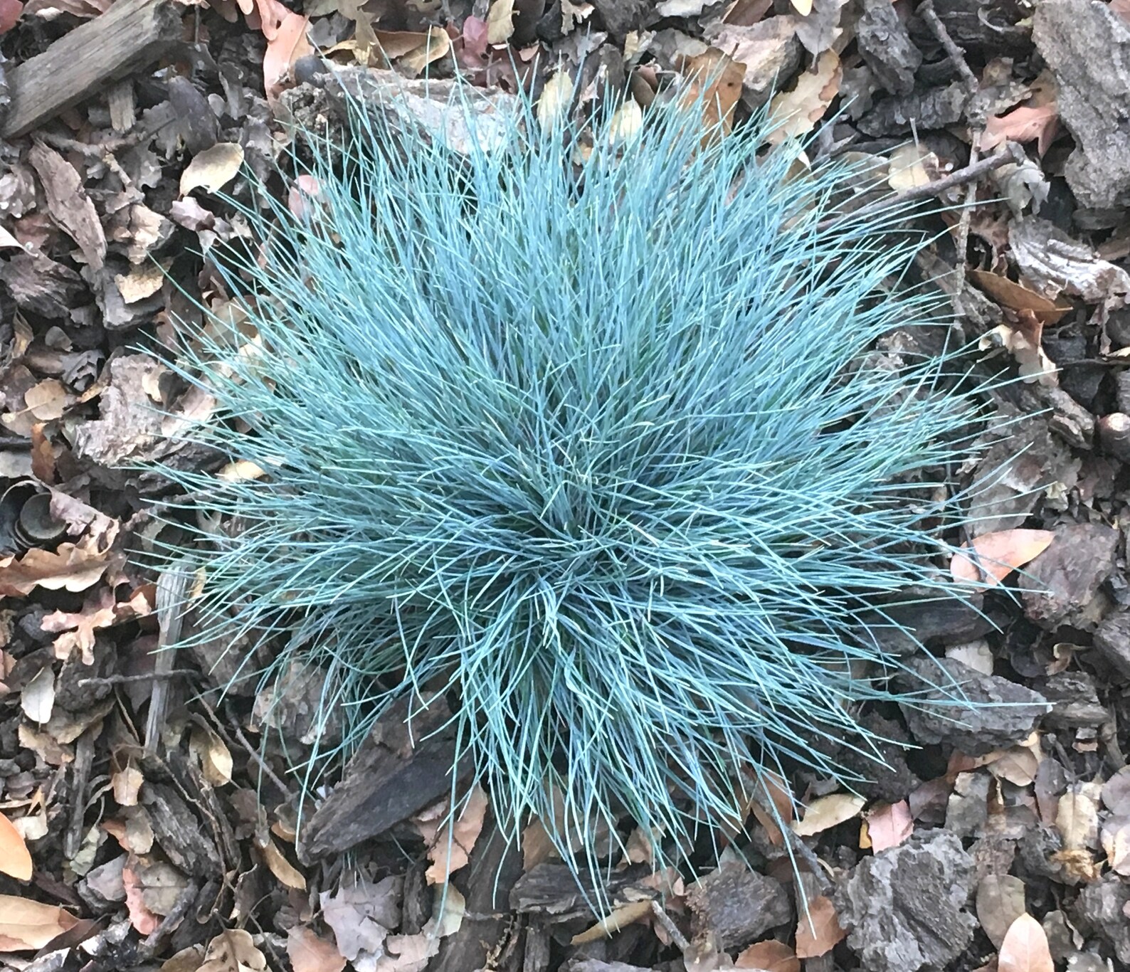 Blue Ornamental Grass, Festuca Glauca 'elijah's Blue', Blue Fescue ...