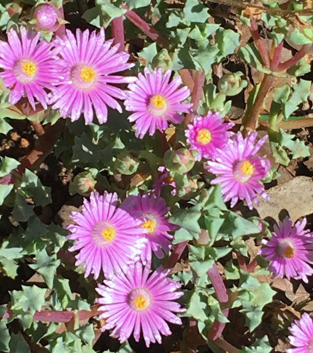 Pink Vygie, Trailing Ice Plant, Lampranthus Blandus, Oscularia ...