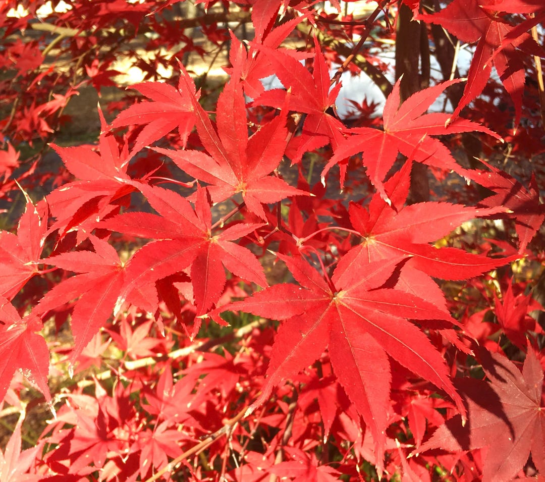 Japanese Red Maple (acer Palmatum) Ornamental Tree or Bonsai Starter ...