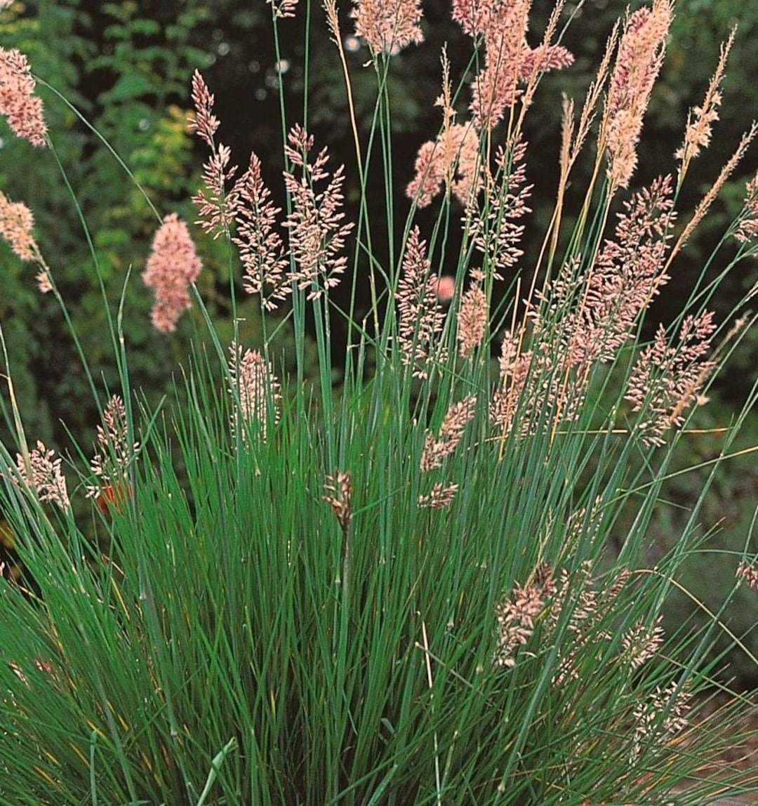 Ruby Grass (melinus Nerviglumis, Rhynchelytrum Nerviglumis) Bristle ...