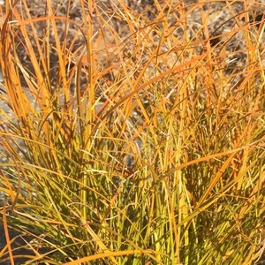 Sedge 'prairie Fire' (carex Testacea) New Zealand Orange Sedge ...