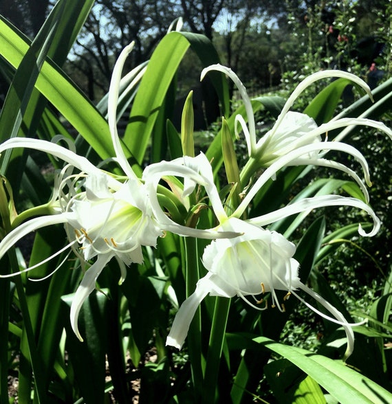 Peruvian Spider Lily
