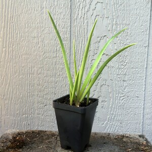 Double Tuberose the Pearl, Rajnigandha, Agave Amica Aka Polianthes ...