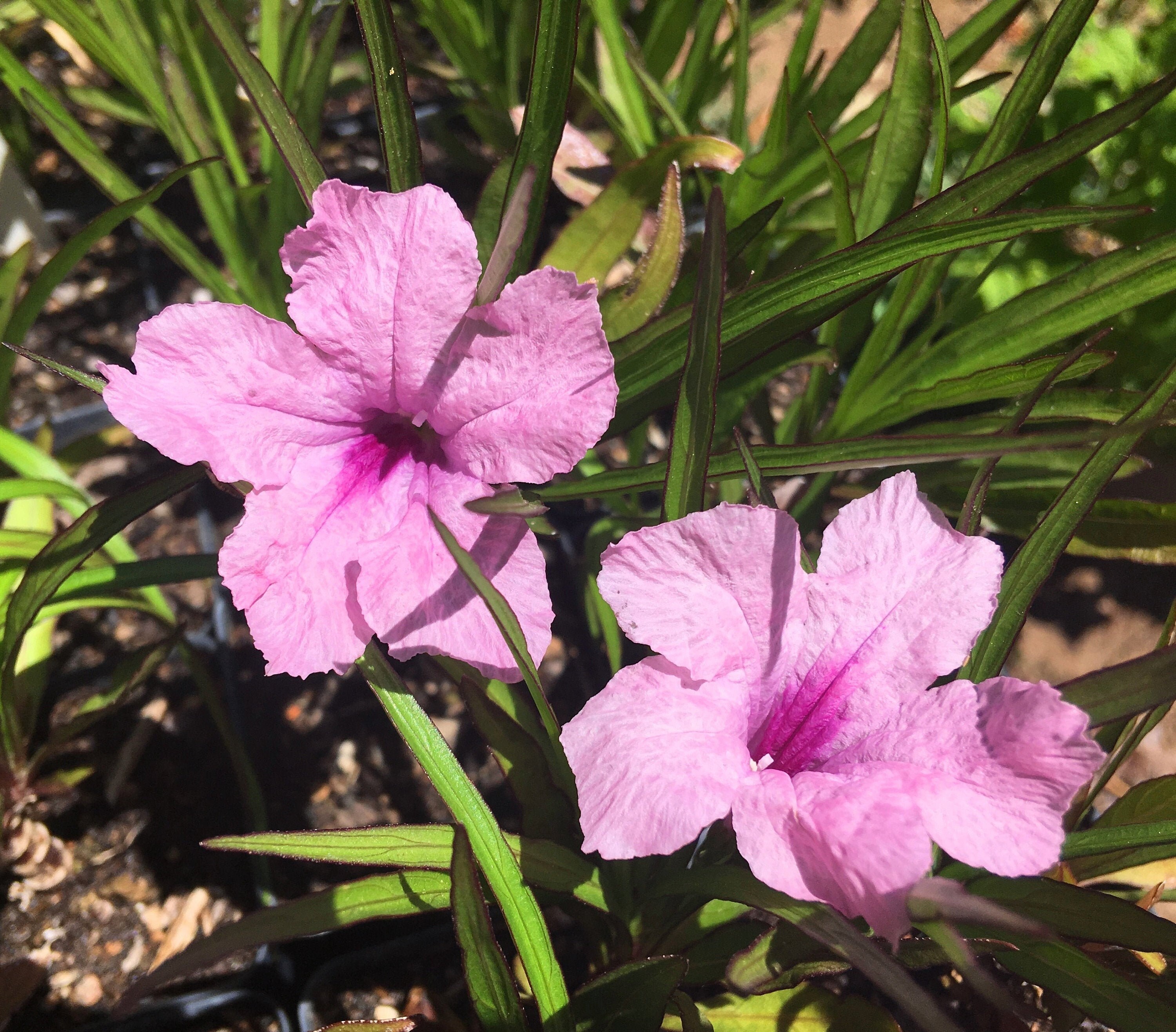 Dwarf Pink Mexican Petunia (ruellia Brittoniana) Hardy Petunia, Easy to ...