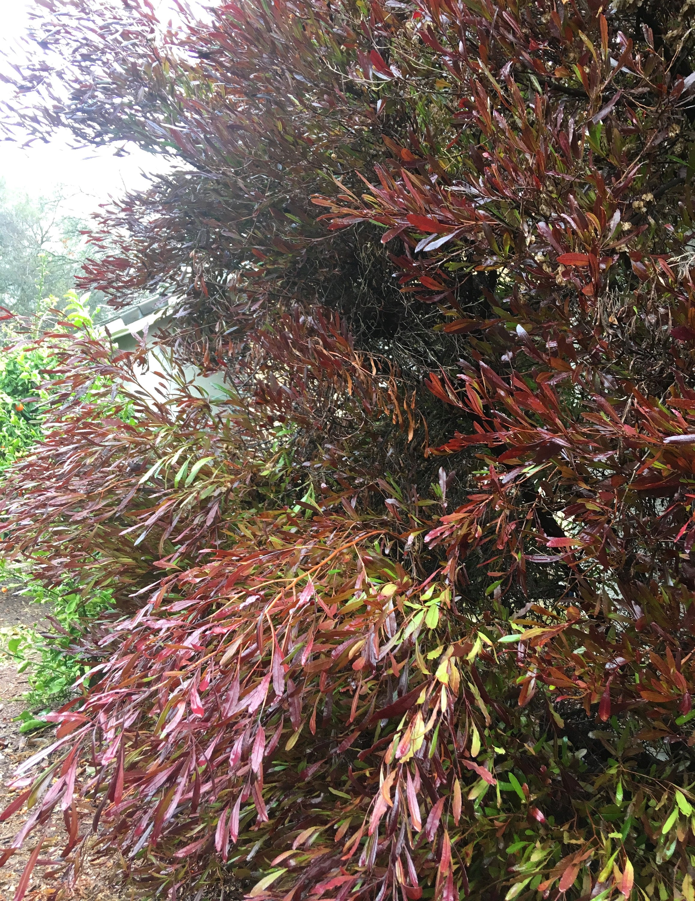 Dodonaea Viscosa ‘purpurea’, Purple Hopseed Bush, Large Shrub or Small ...