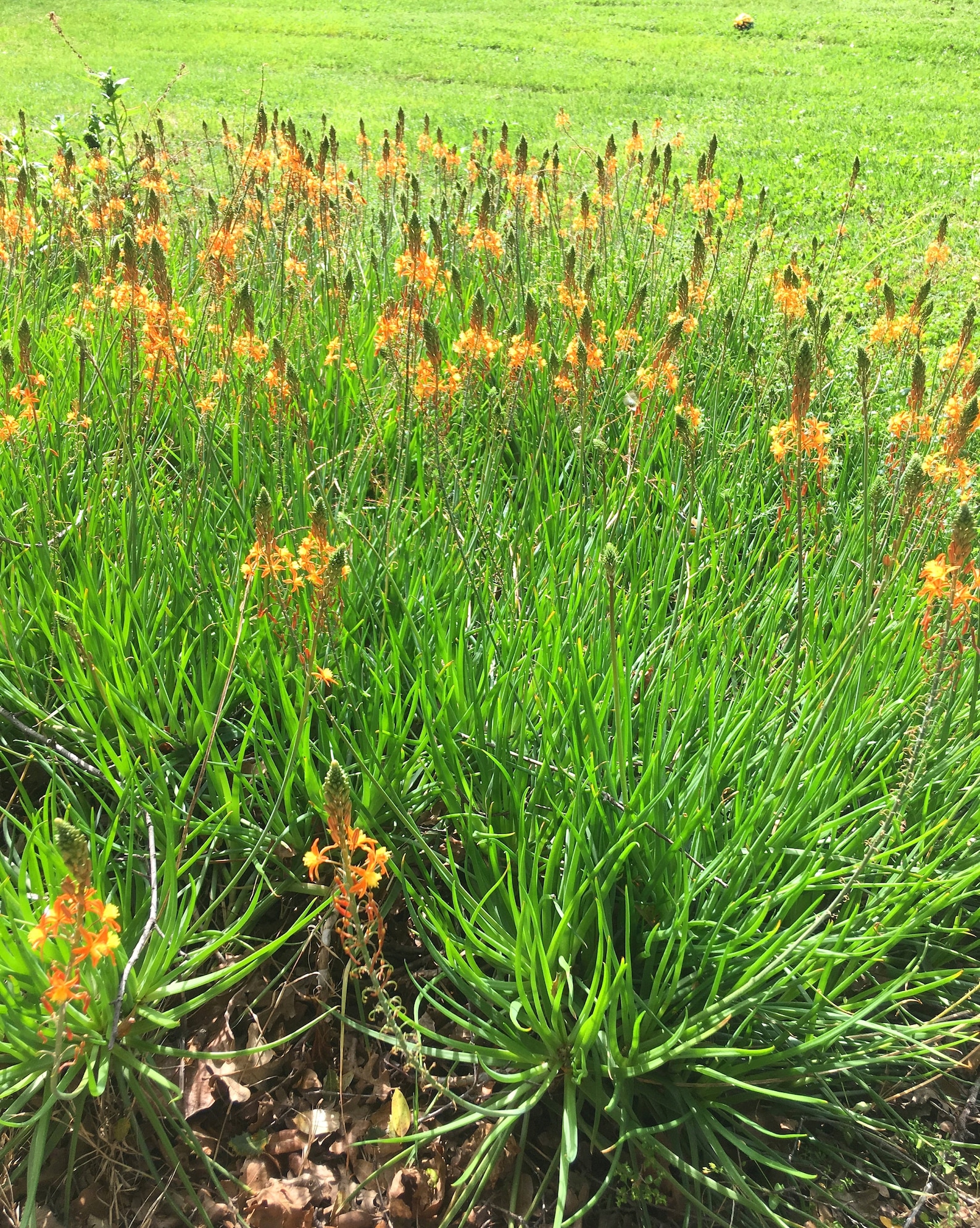 Bulbine frutescens Orange Stalked Bulbine Burn Jelly Plant | Etsy