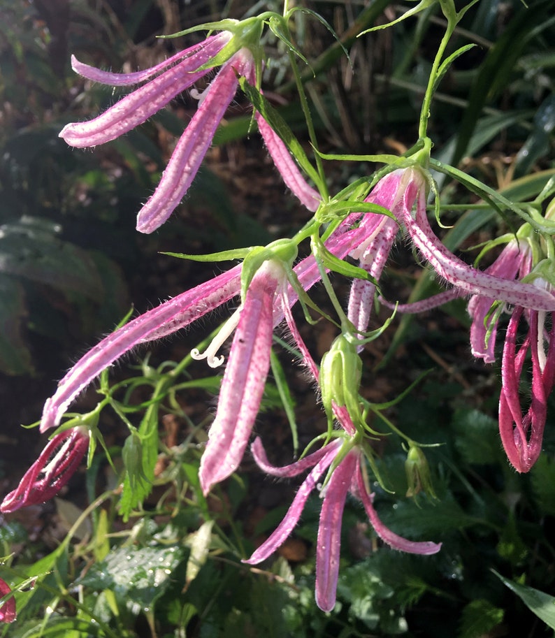 Campanula Punctata 'pink Octopus' Spotted Bellflower - Etsy