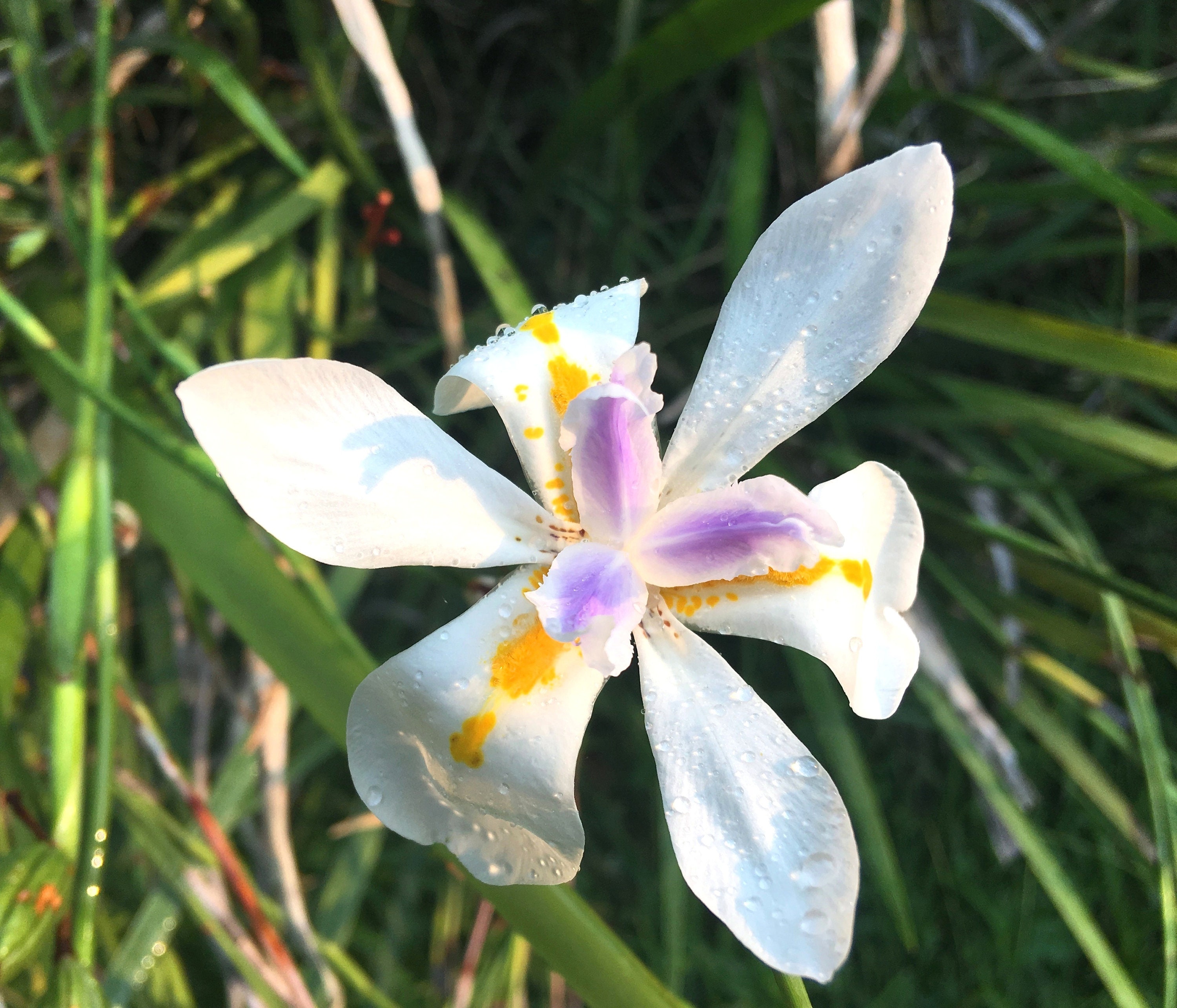 White African Iris (dietes Iridioides) Butterfly Iris, Fortnight Lily ...