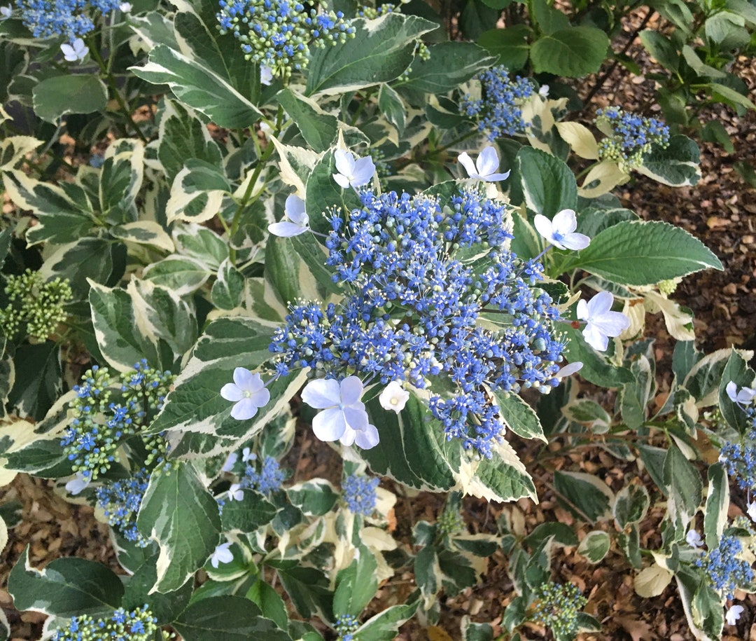 Variegated Hydrangea Silver Blue, Hydrangea Macrophylla 'variegata ...