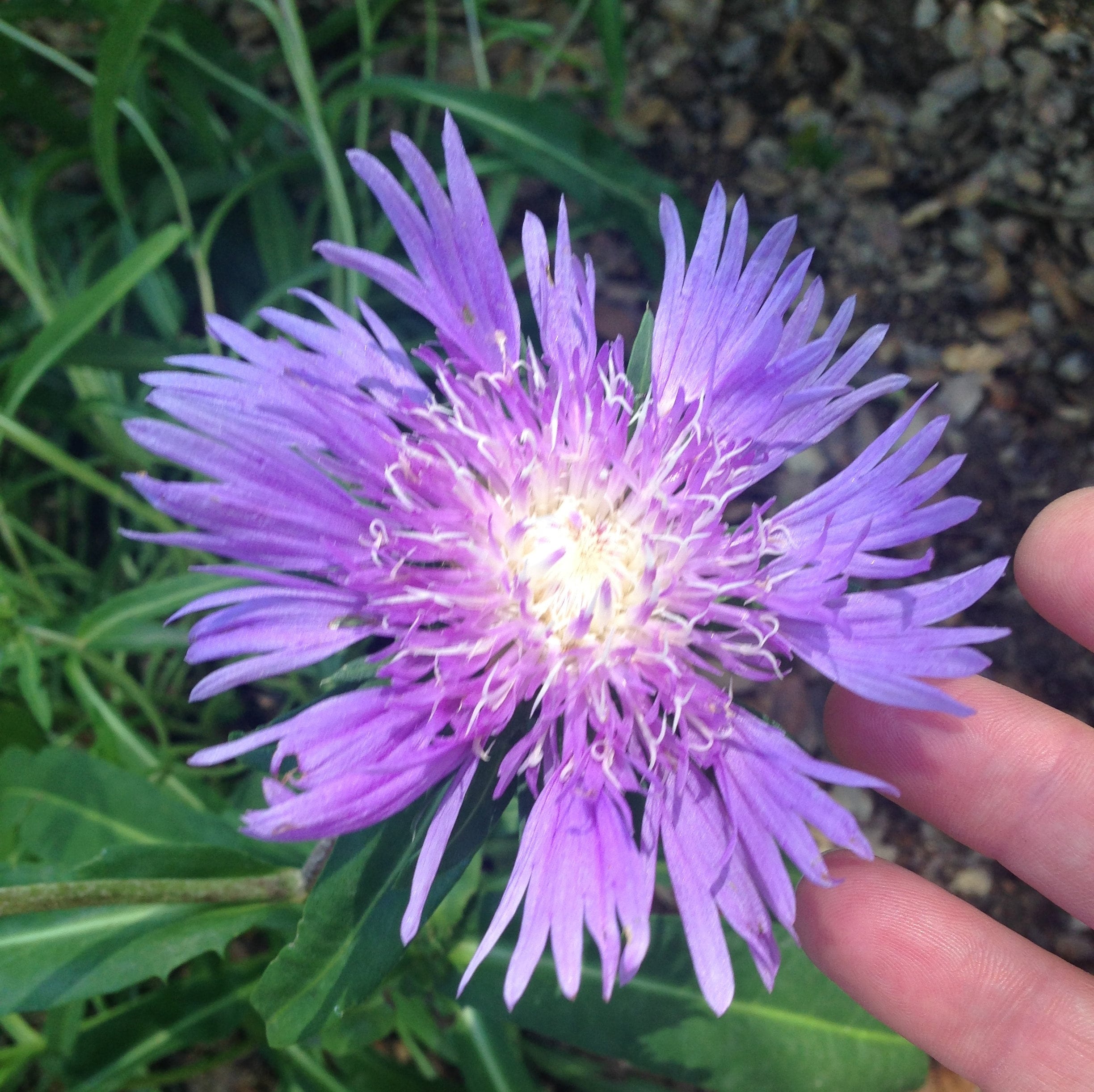 Stokesia 'blue Danube', Stoke's Aster, Cornflower Aster, Easy to Grow ...