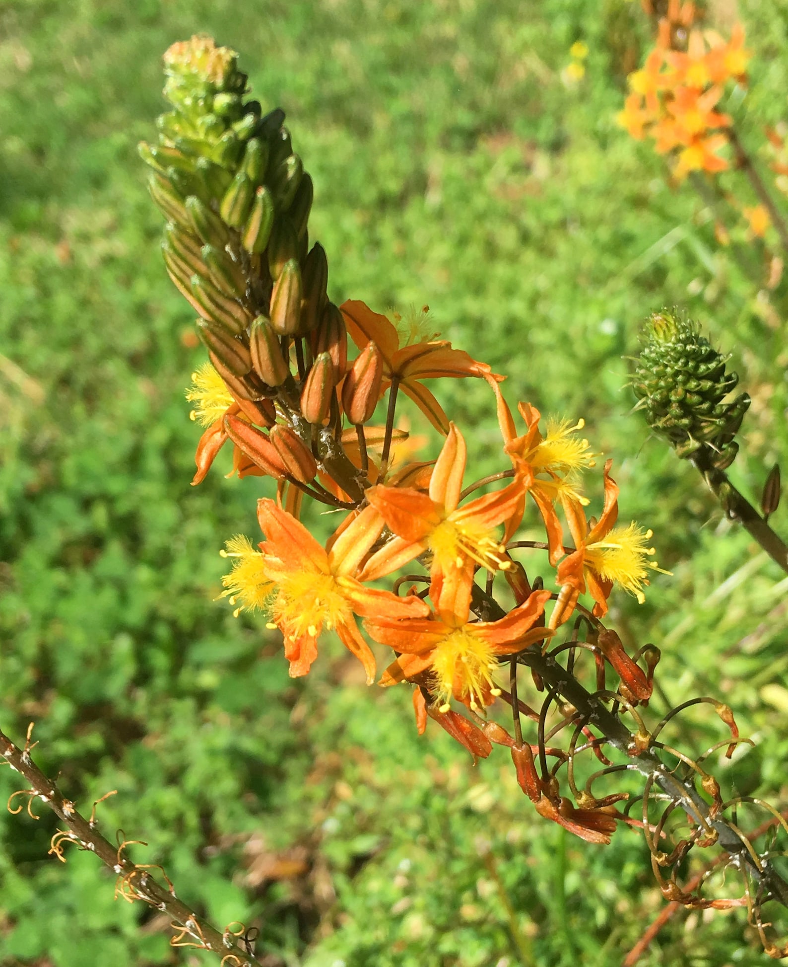 Bulbine Frutescens Orange Stalked Bulbine Burn Jelly Plant - Etsy