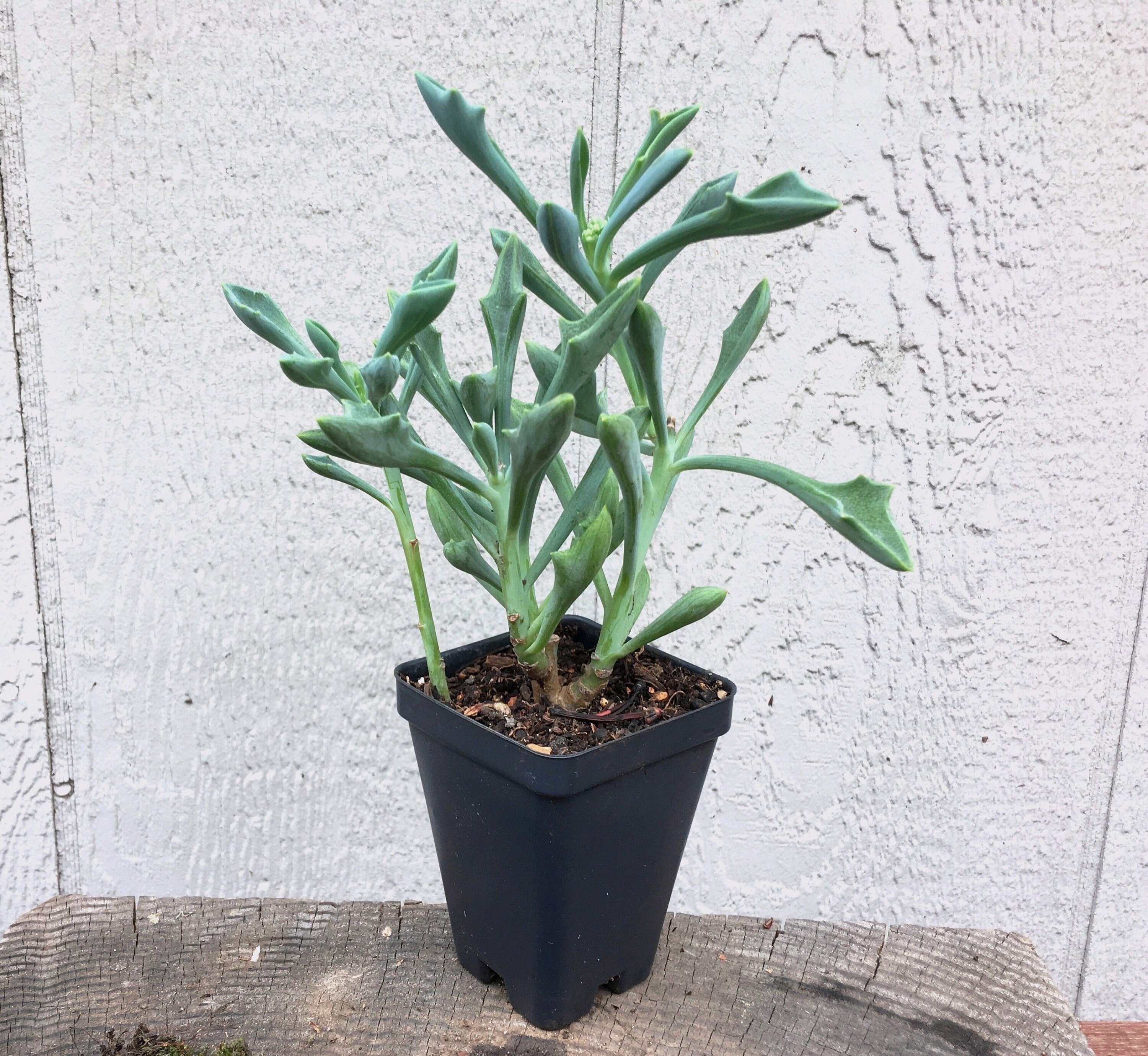 Senecio Kleiniiformis Spear Head Plant Reindeer Antlers - Etsy