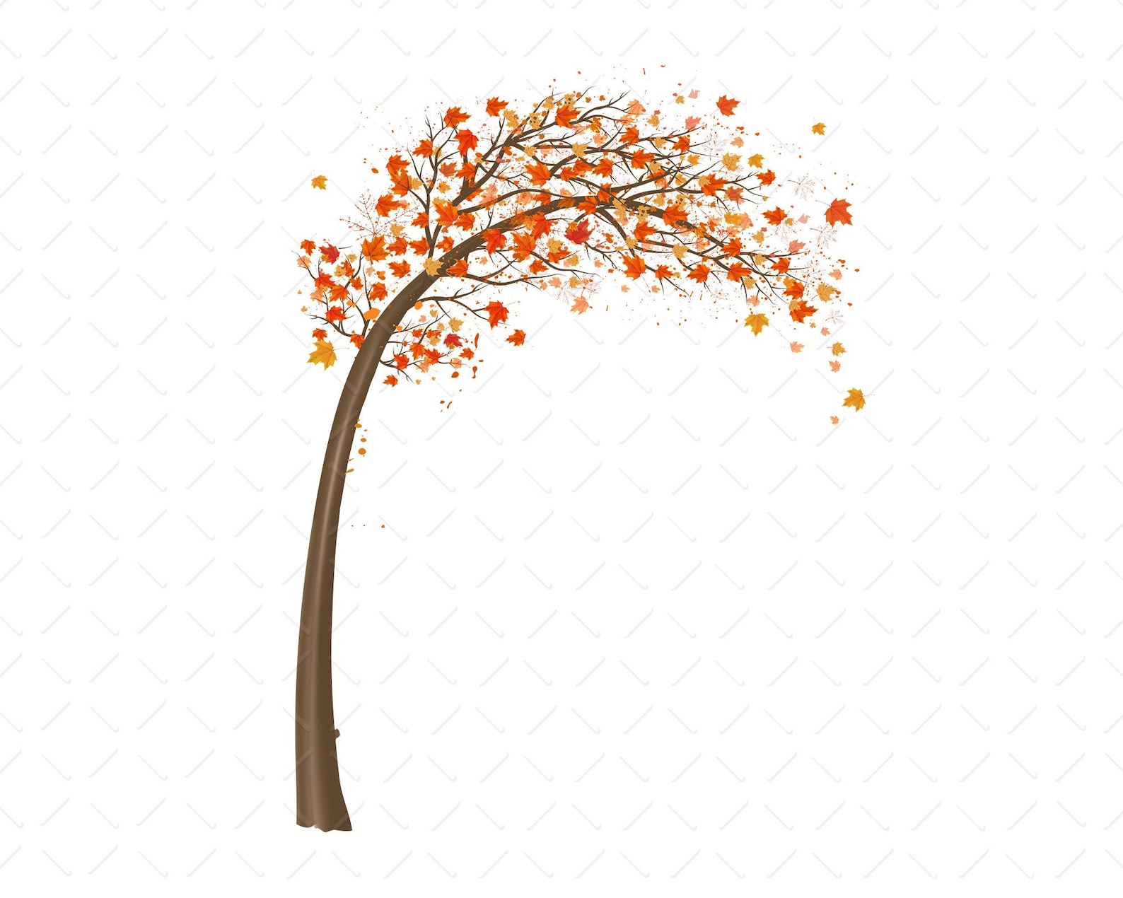 Maple Leaf Png Maple Tree Png Maple Tree Graphic Oak Trees - Etsy