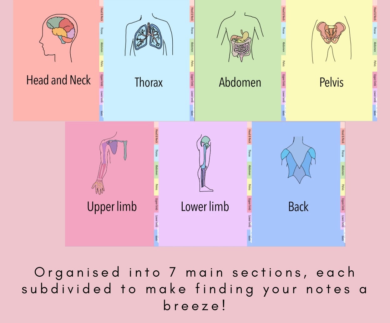 Anatomy Digital Notebook for Goodnotes/ Notability for - Etsy