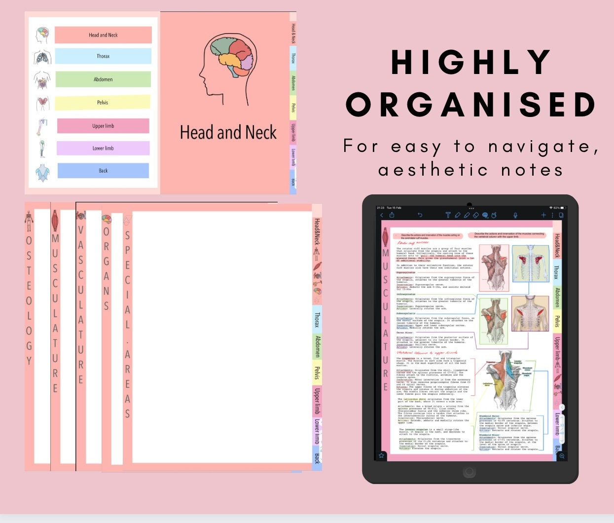 Anatomy Digital Notebook for Goodnotes/ Notability for Medical/ Nursing ...