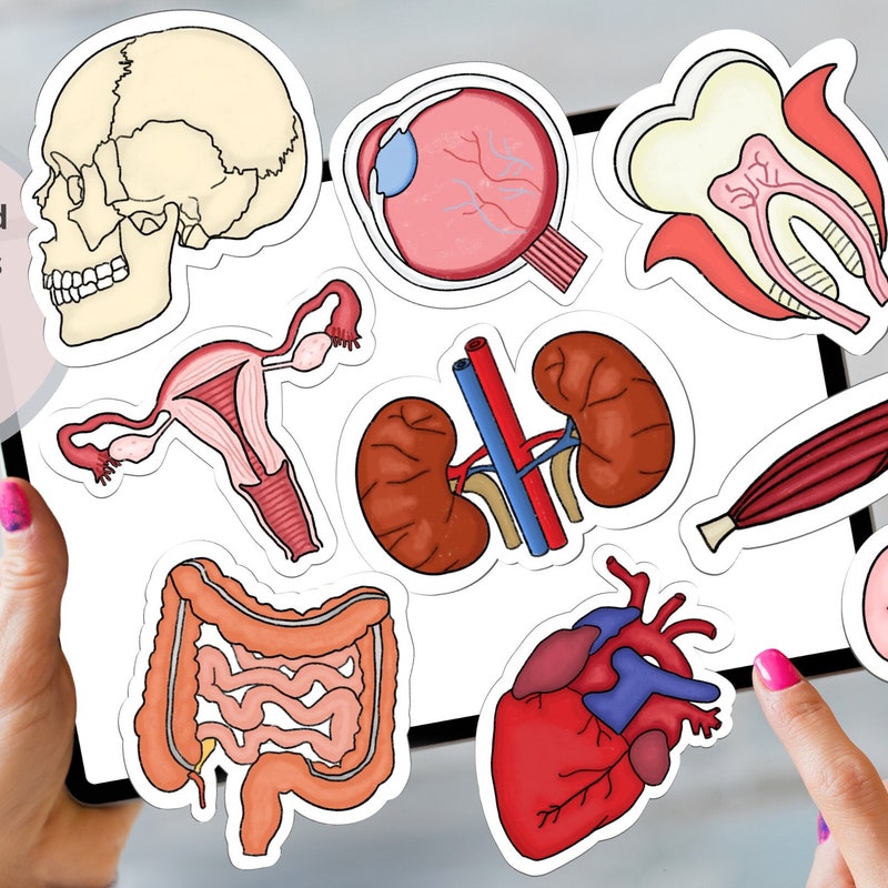 Human Anatomy Sticker - Etsy