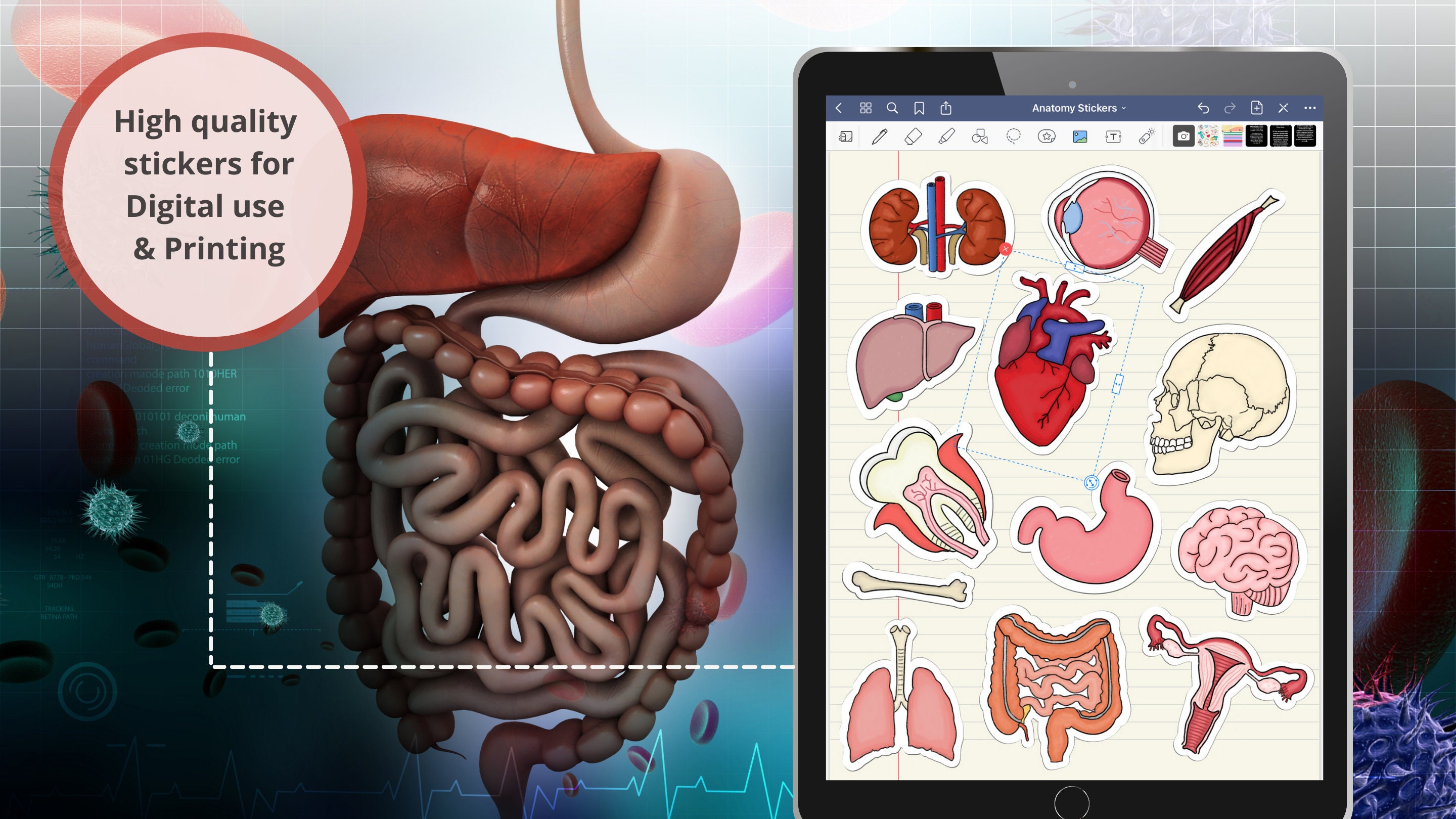 Anatomy DIGITAL STICKERS for Digital Planner and Printing - Etsy Canada