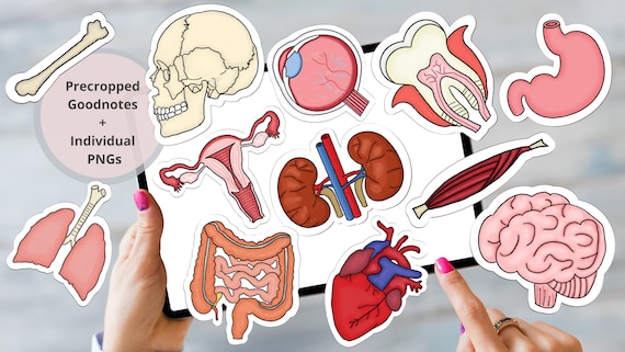 Anatomy DIGITAL STICKERS for digital planner and printing | Etsy