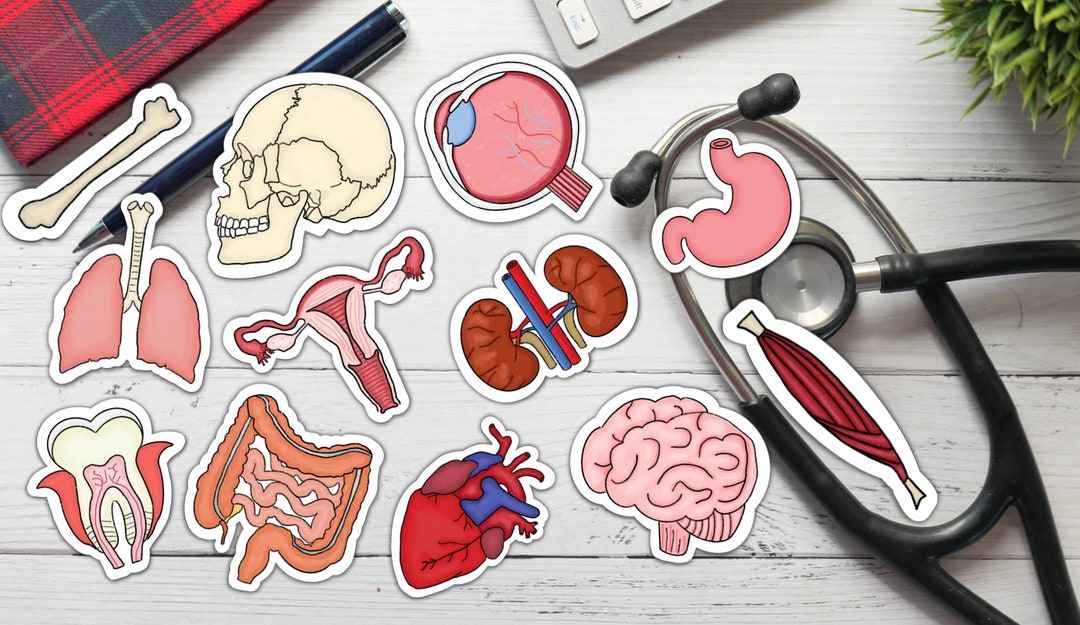 Anatomy Printed STICKERS Set, Medicine, Med School Stickers, Bullet ...