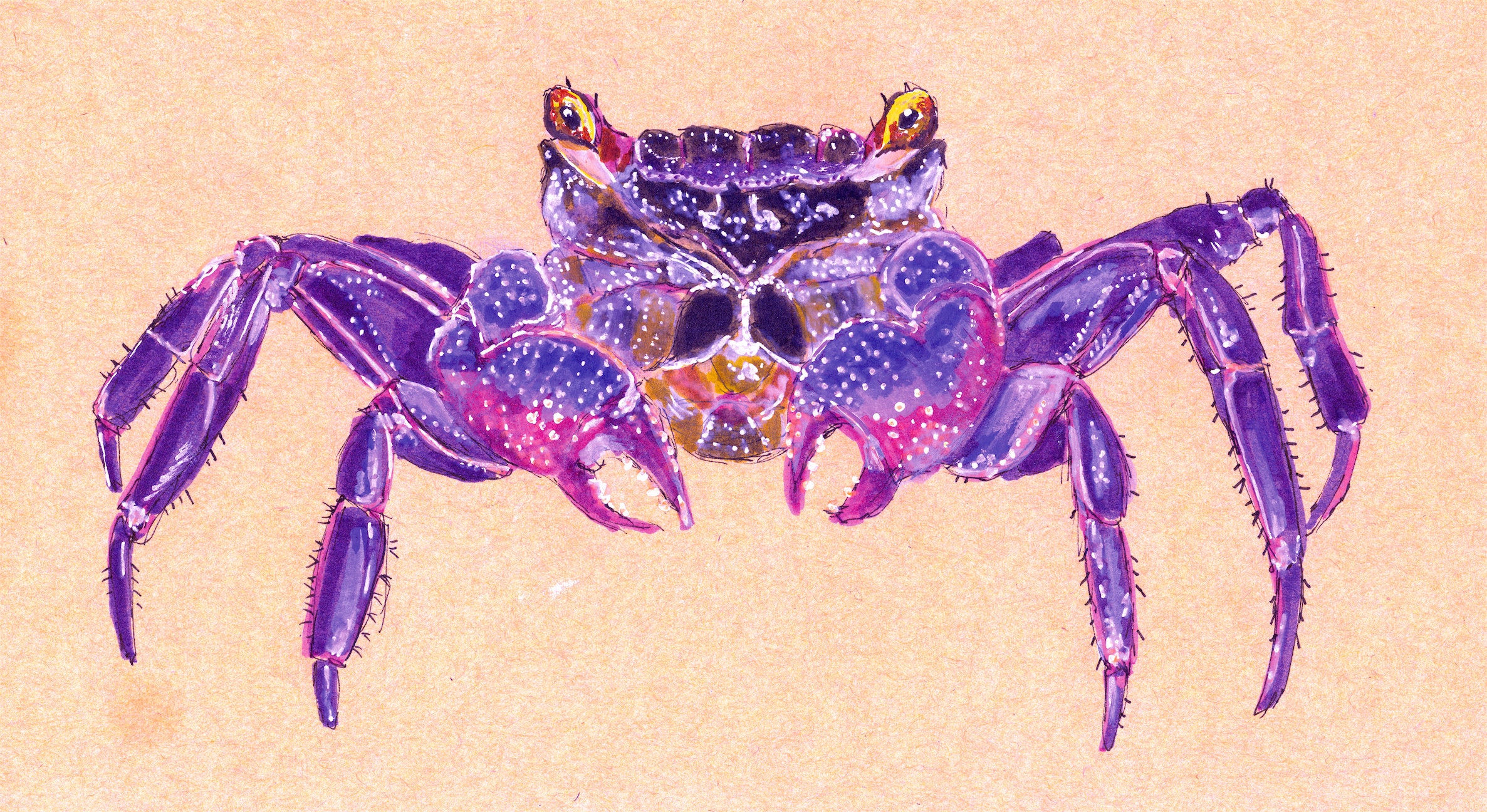 Vampire Crab — Geosesarma Dennerle - Etsy